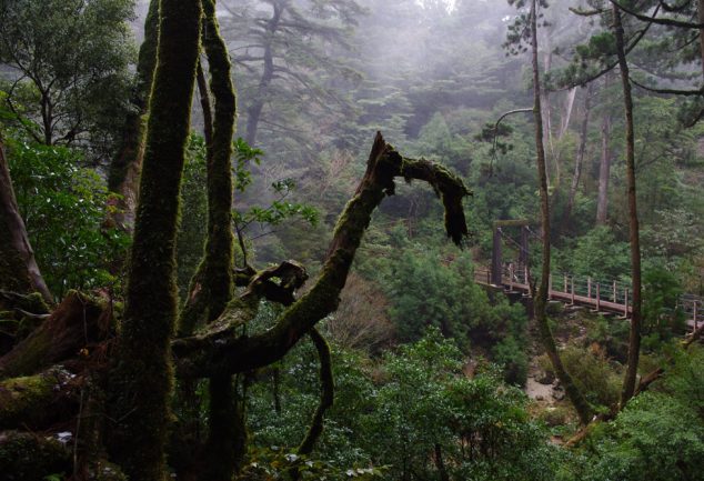 Ema: Wooden Wishing Plaques of Japan