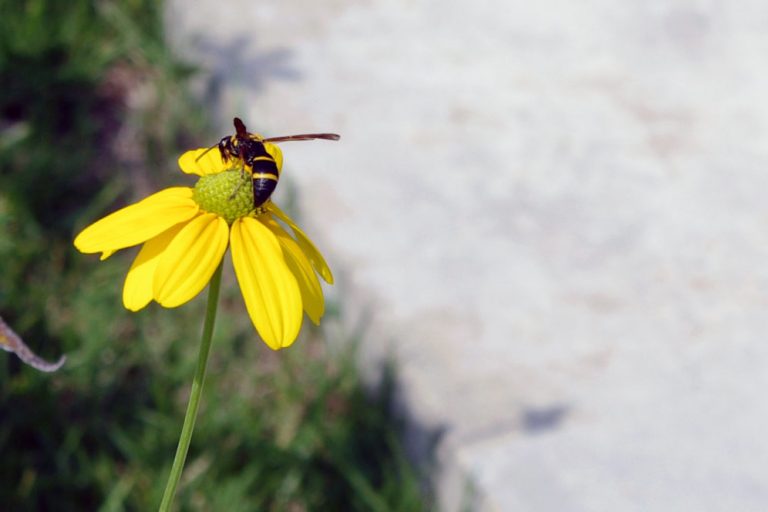 6 Dangerous or Annoying Insects (and Other Pests) in Japan